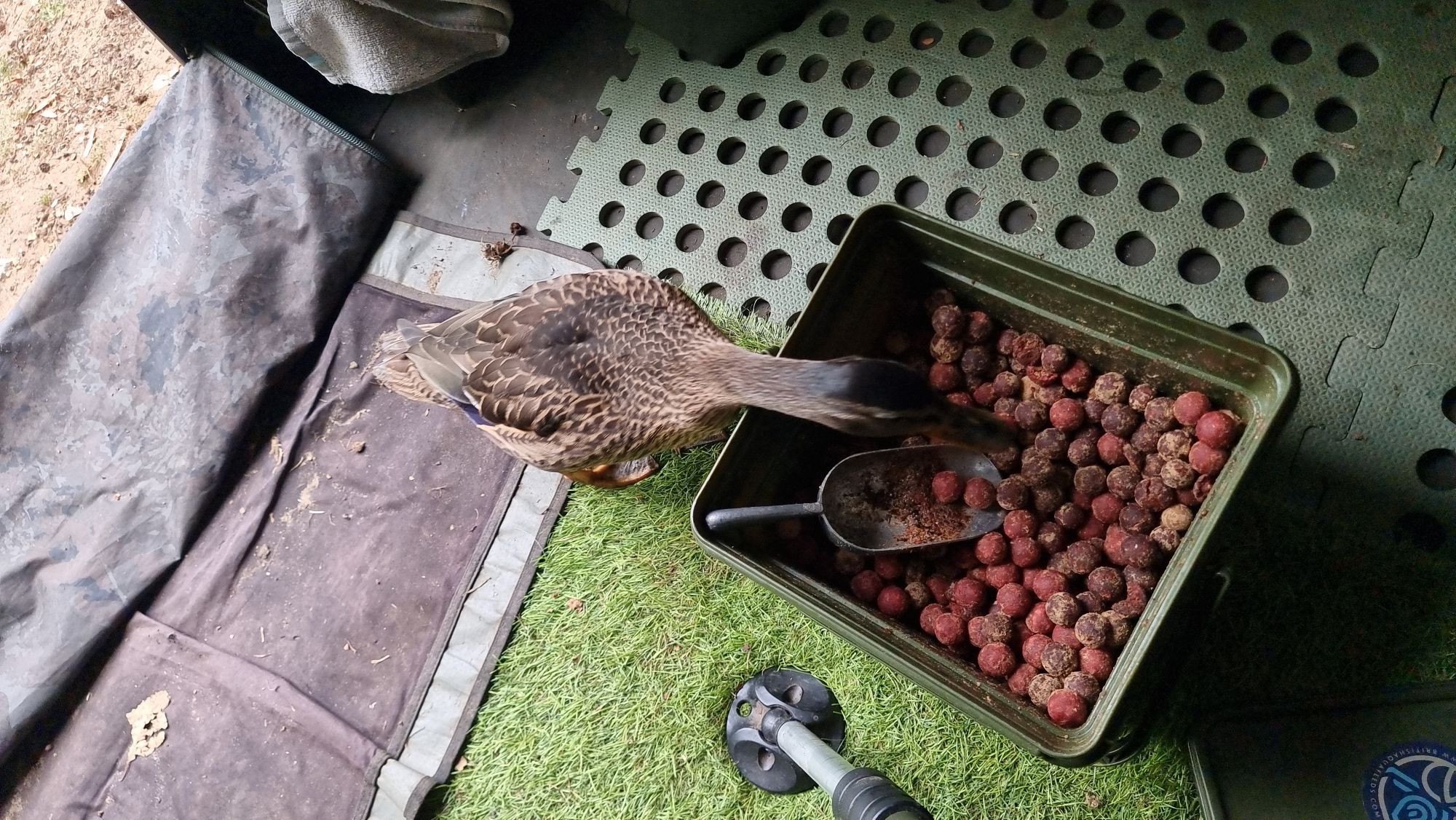 Cheaky Duck | UK Carp & Coarse Fishing