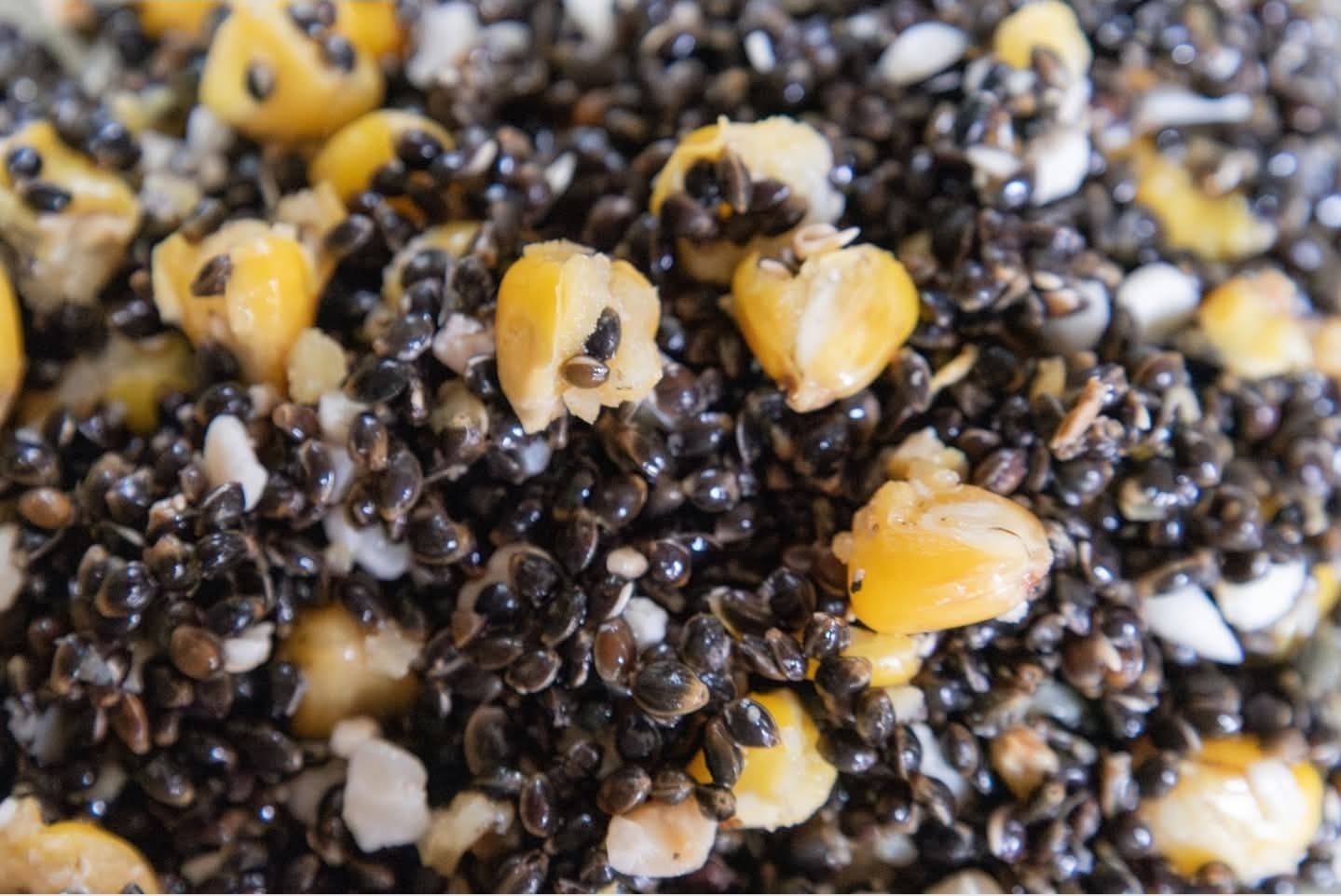 Tiger Nuts Explined | UK Carp & Coarse Fishing