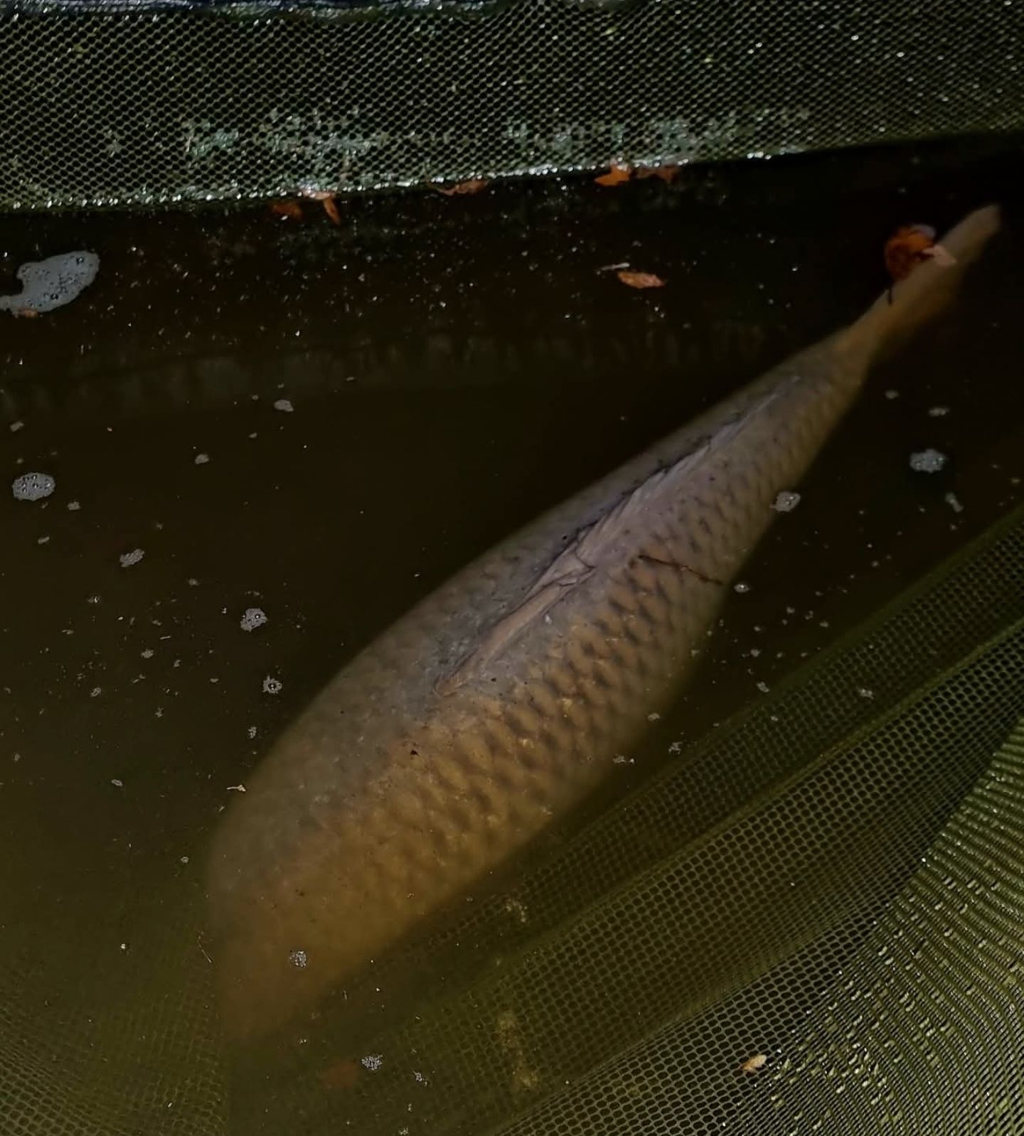 Rainy 🌧 | UK Carp & Coarse Fishing